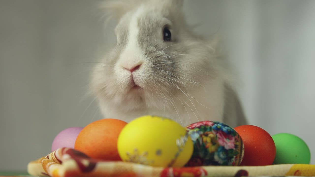 Cute Easter bunny rabbit sitting on colourful eggs - Free Stock Video