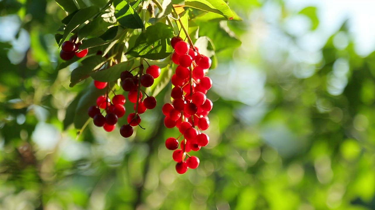 Bird Cherries bunched on a tree in the sun - Free Stock Video