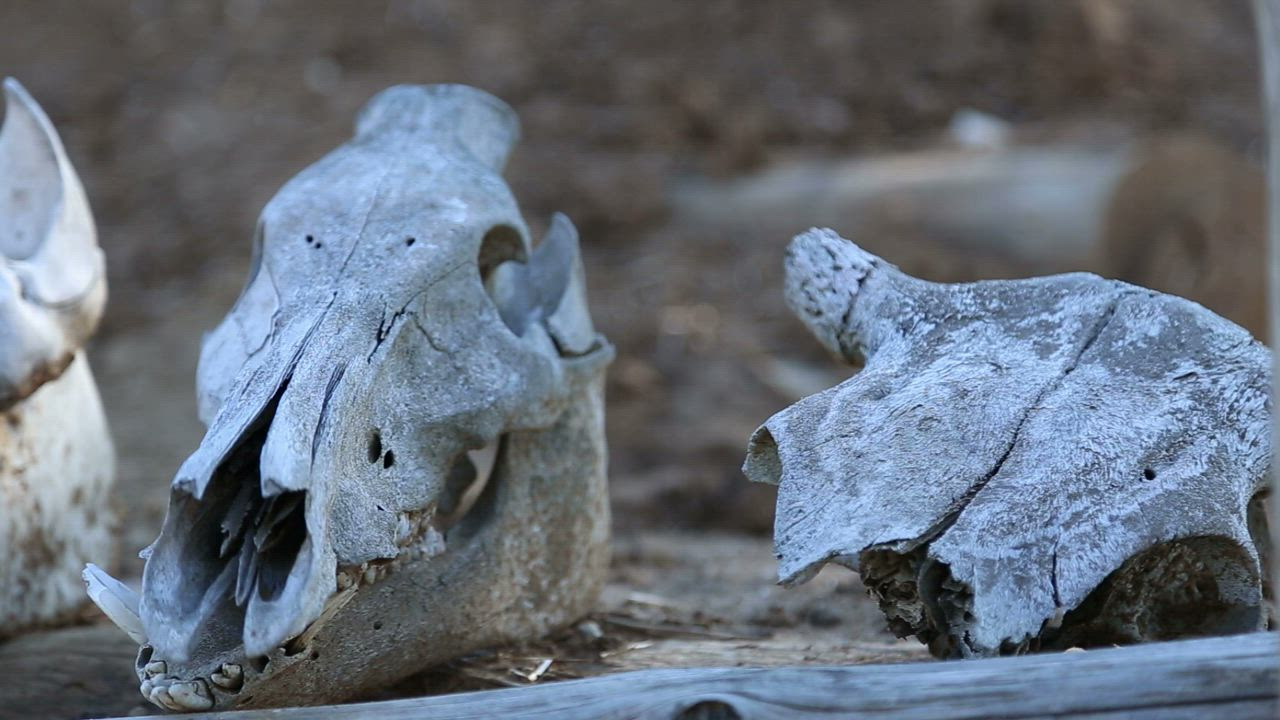 Animal skulls resting on wood - Free Stock Video