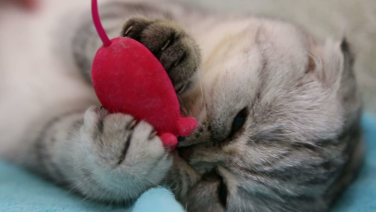 Cat playing with a toy mouse - Free Stock Video