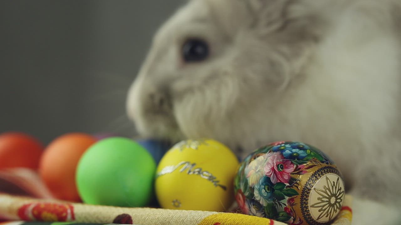 Easter bunny playing with easter eggs - Free Stock Video