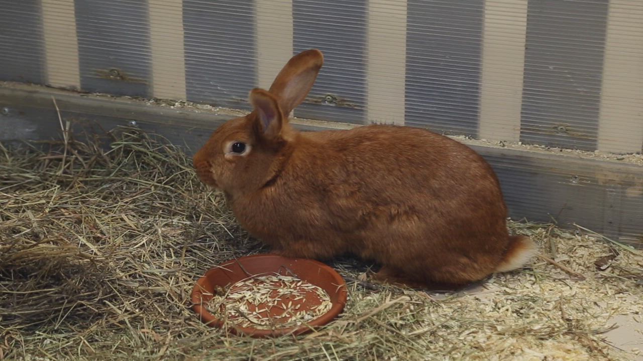 Red rabbit in a pen in a petting zoo - Free Stock Video