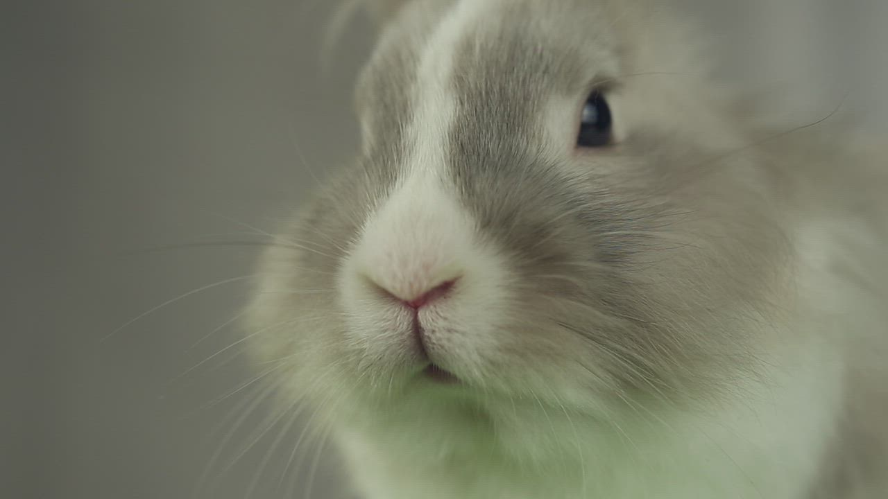 Face of a grey soft rabbit - Free Stock Video
