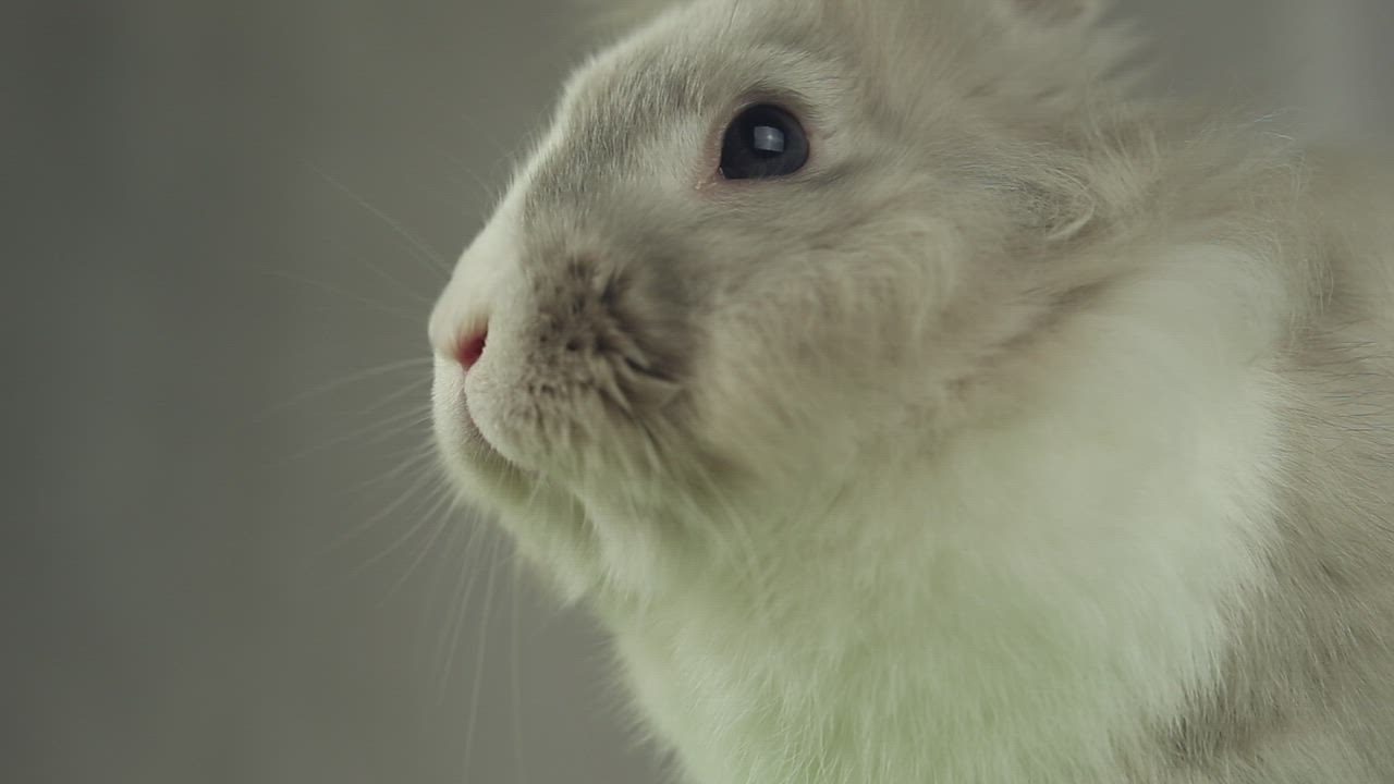 Side profile of a grey soft rabbit - Free Stock Video