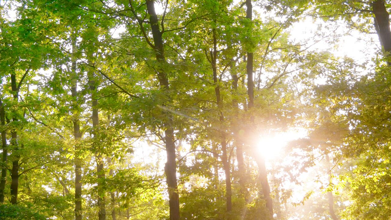 Trees in the sunlight at the top of a forest - Free Stock Video