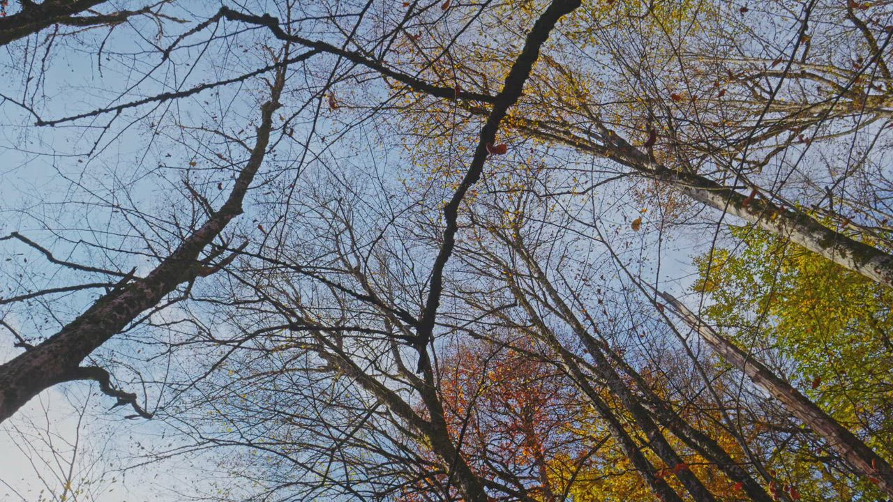 Slow pan beneath trees during Fall - Free Stock Video