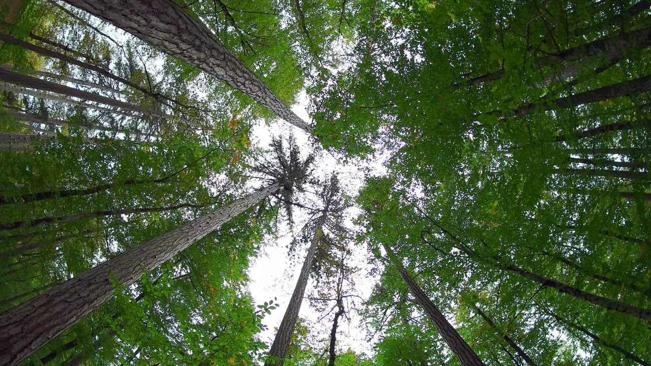 Looking up into a canopy of trees - Free Stock Video