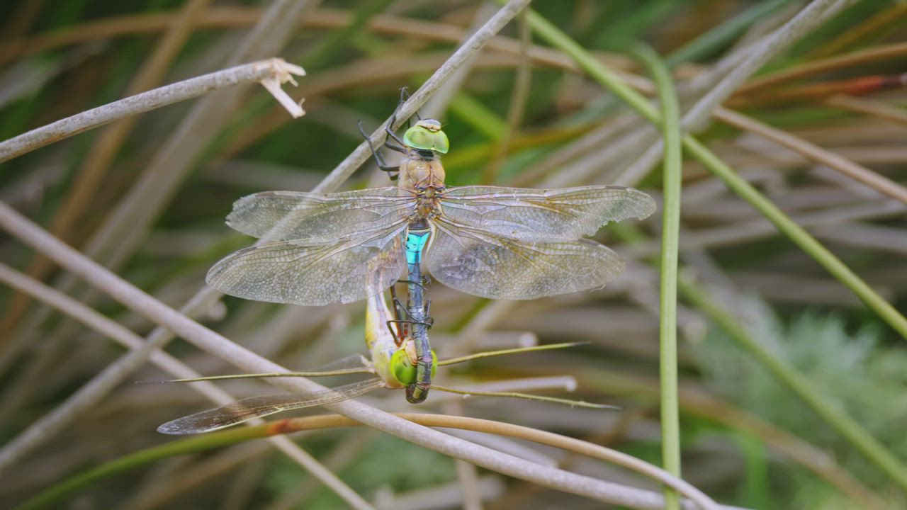 Dragonflies mating - Free Stock Video
