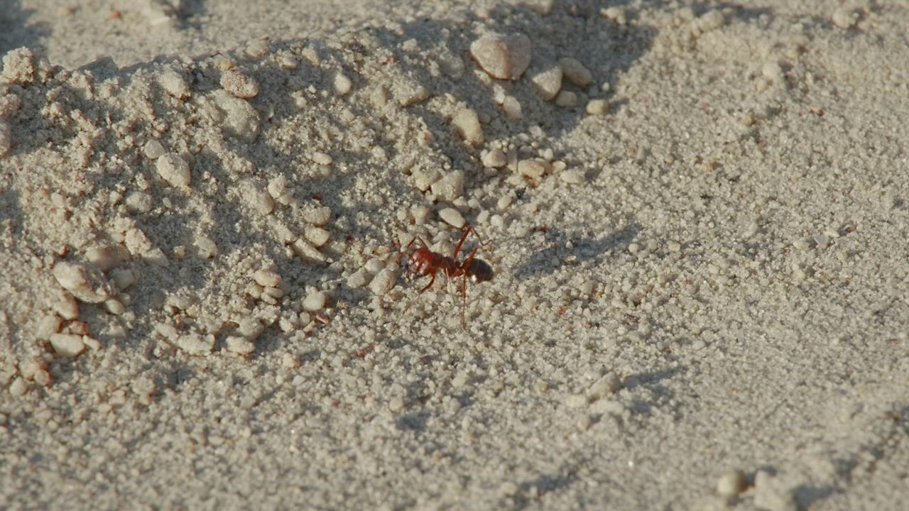 An ant walks in circles on sand - Free Stock Video