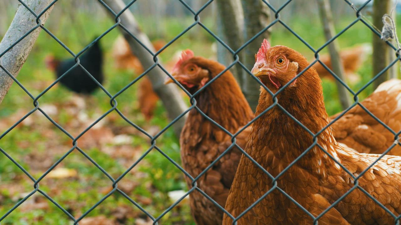 Close up of two hens behind a fence - Free Stock Video