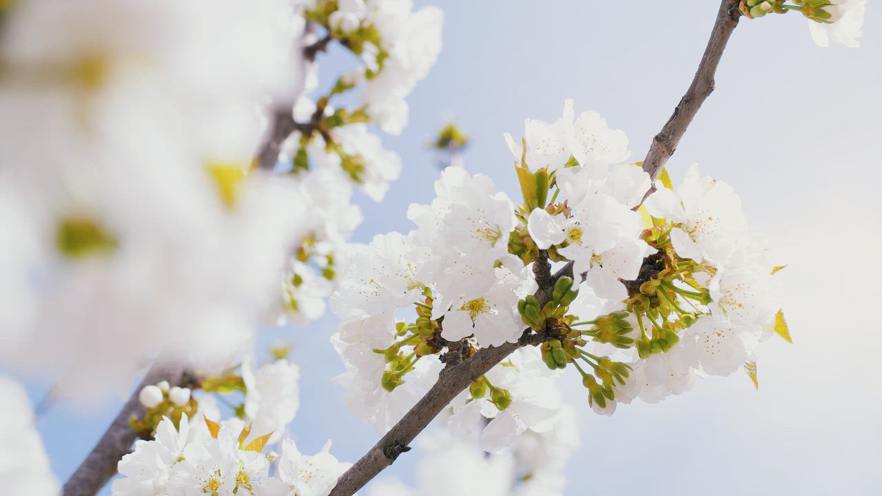 Spring blossom tree in the wind - Free Stock Video