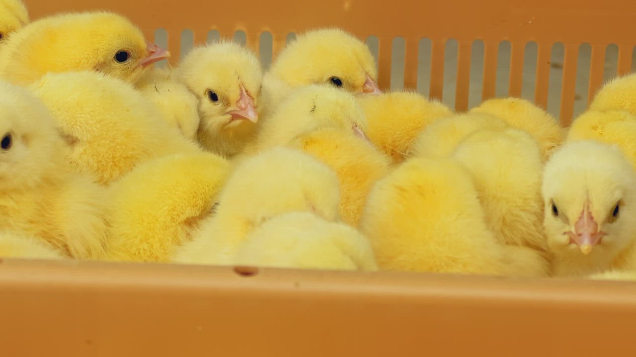 View of the heads of baby chicks in a basket - Free Stock Video