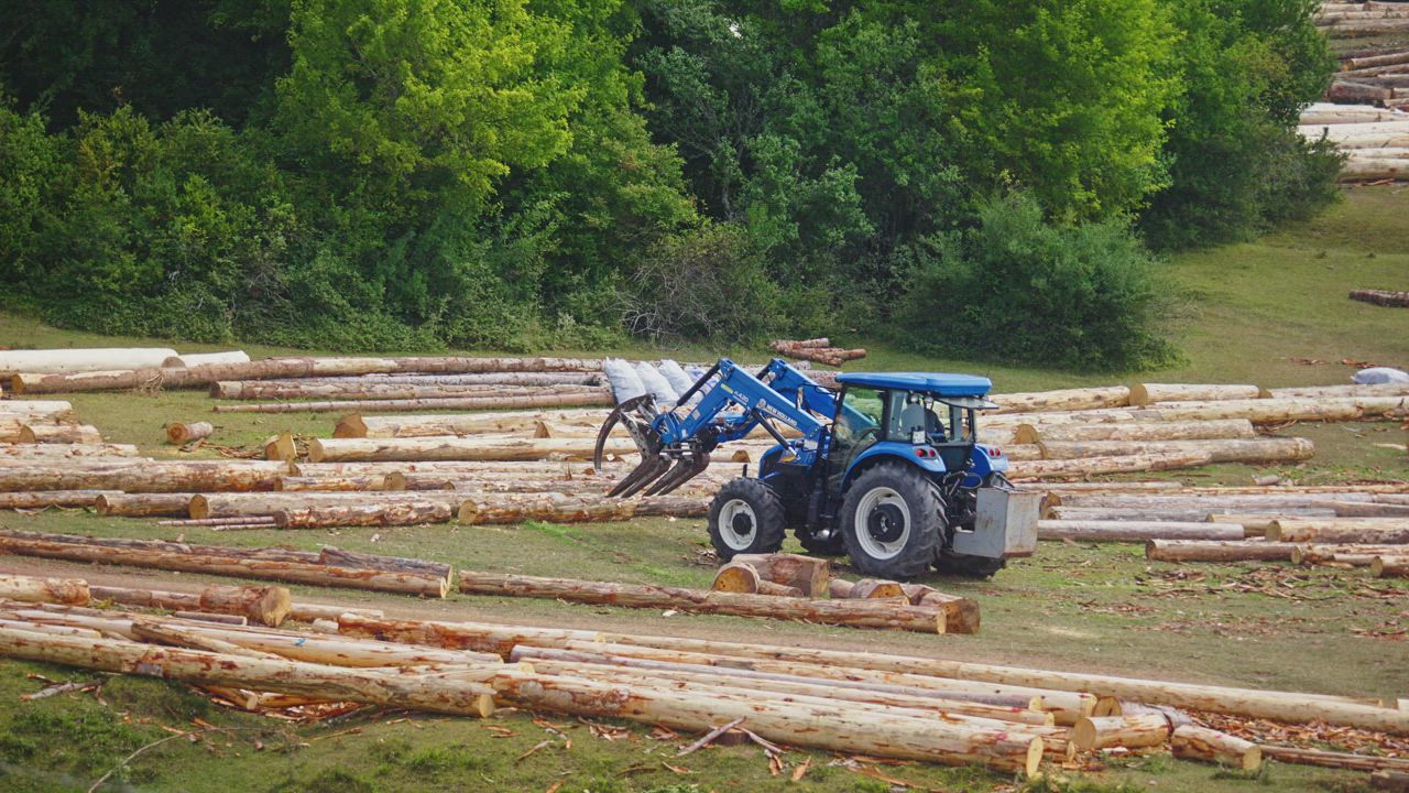 Bobcat lifting wooden logs cut down and needing to be piled up - Free ...