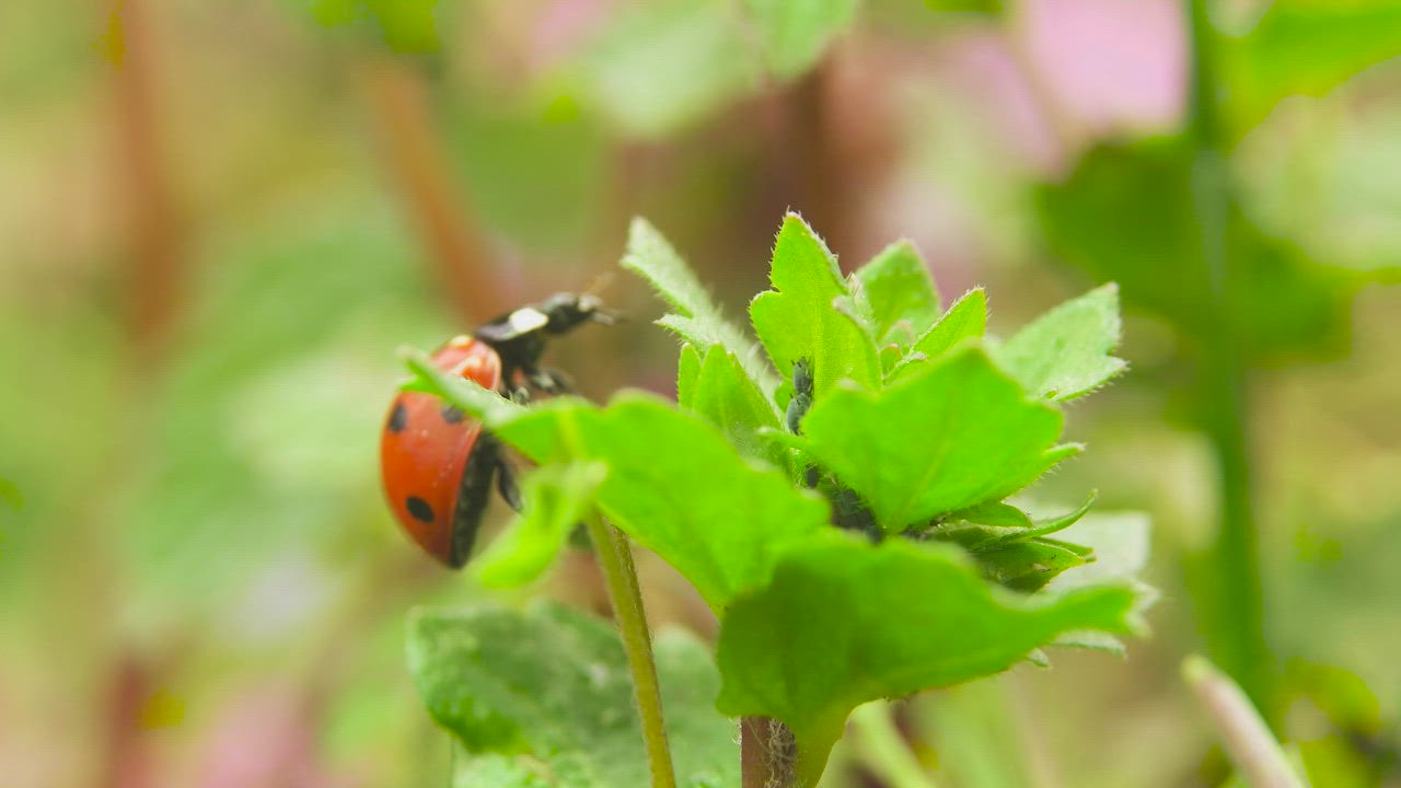Ladybug crawling up a plant to reach the top - Free Stock Video
