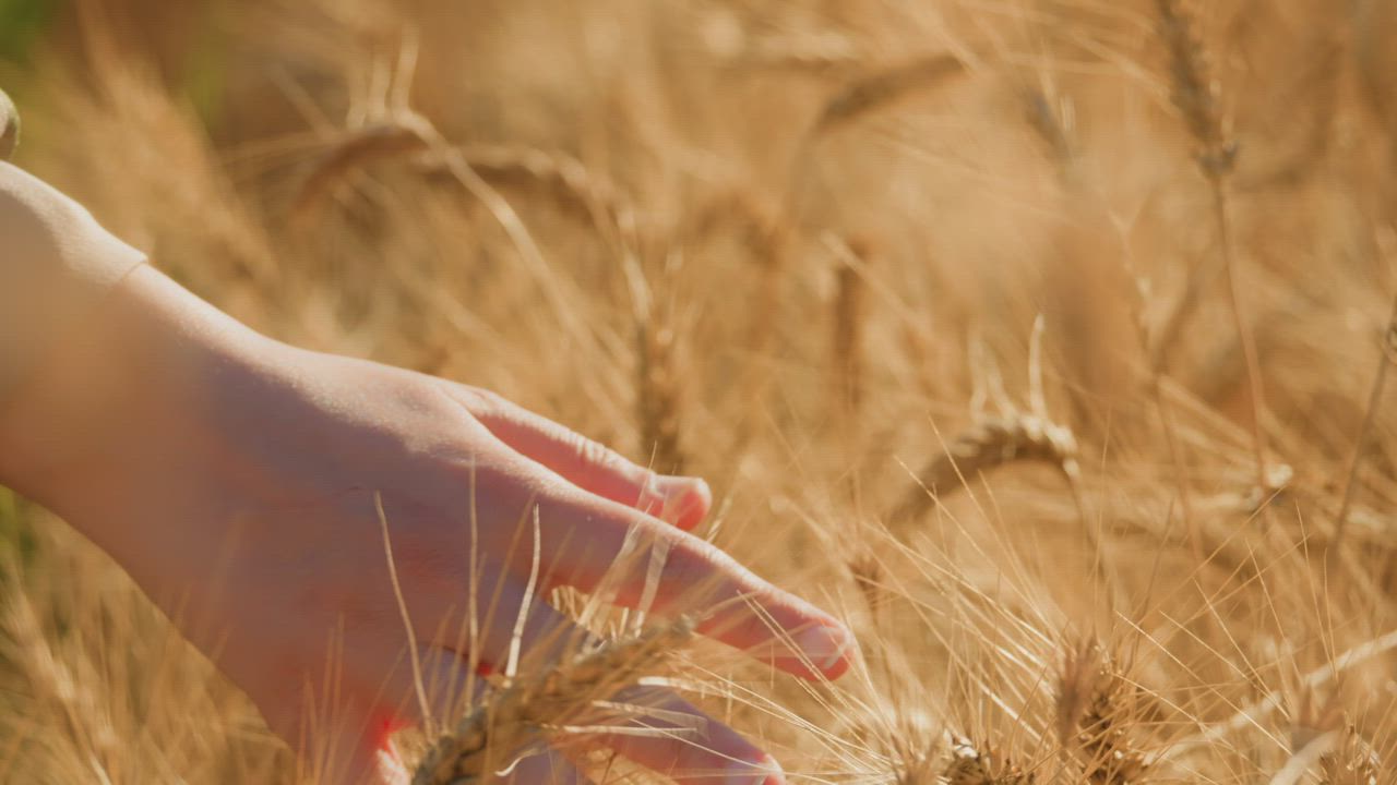 Hand moving through golden wheat - Free Stock Video