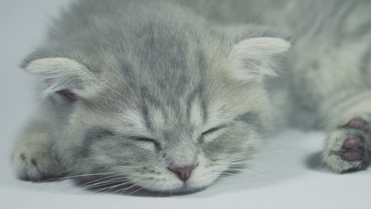 Sleepy grey kitten waking up from a nap - Free Stock Video