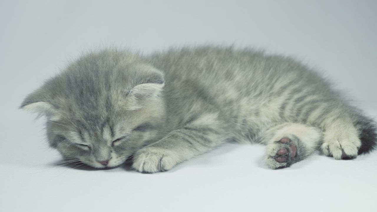 Sleeping cute kitten waking up slowly from a nap - Free Stock Video