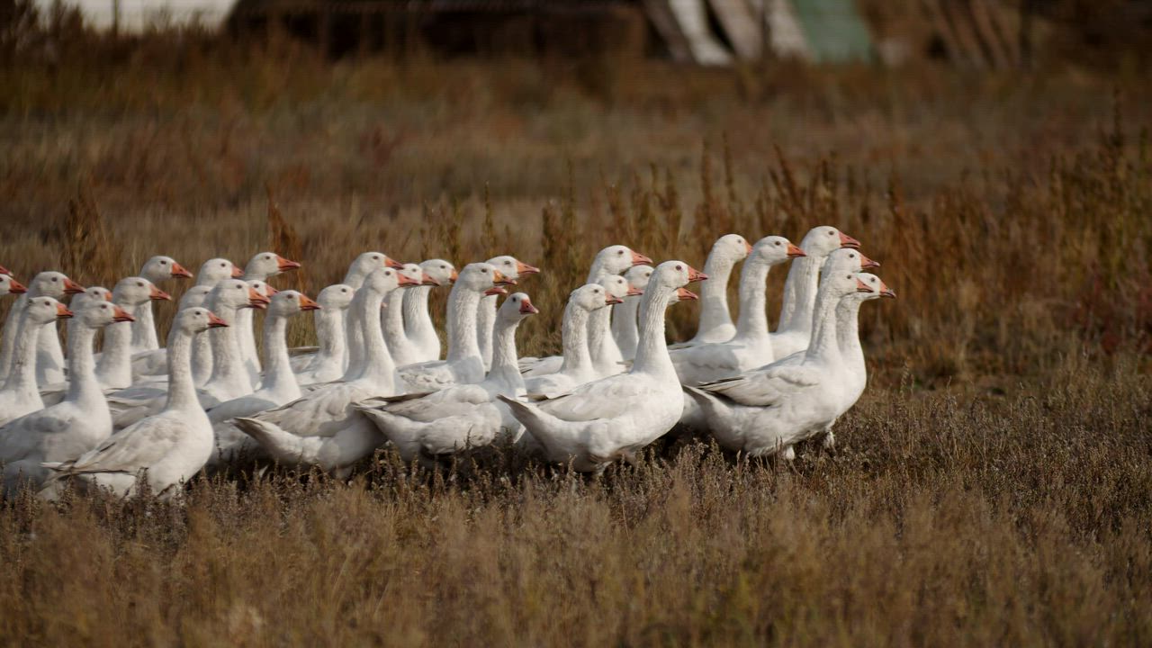 Flock of white geese waddling along a field - Free Stock Video
