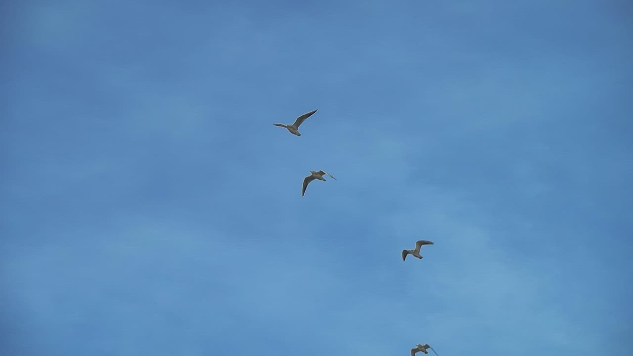 Four seagulls flying together in the sky - Free Stock Video