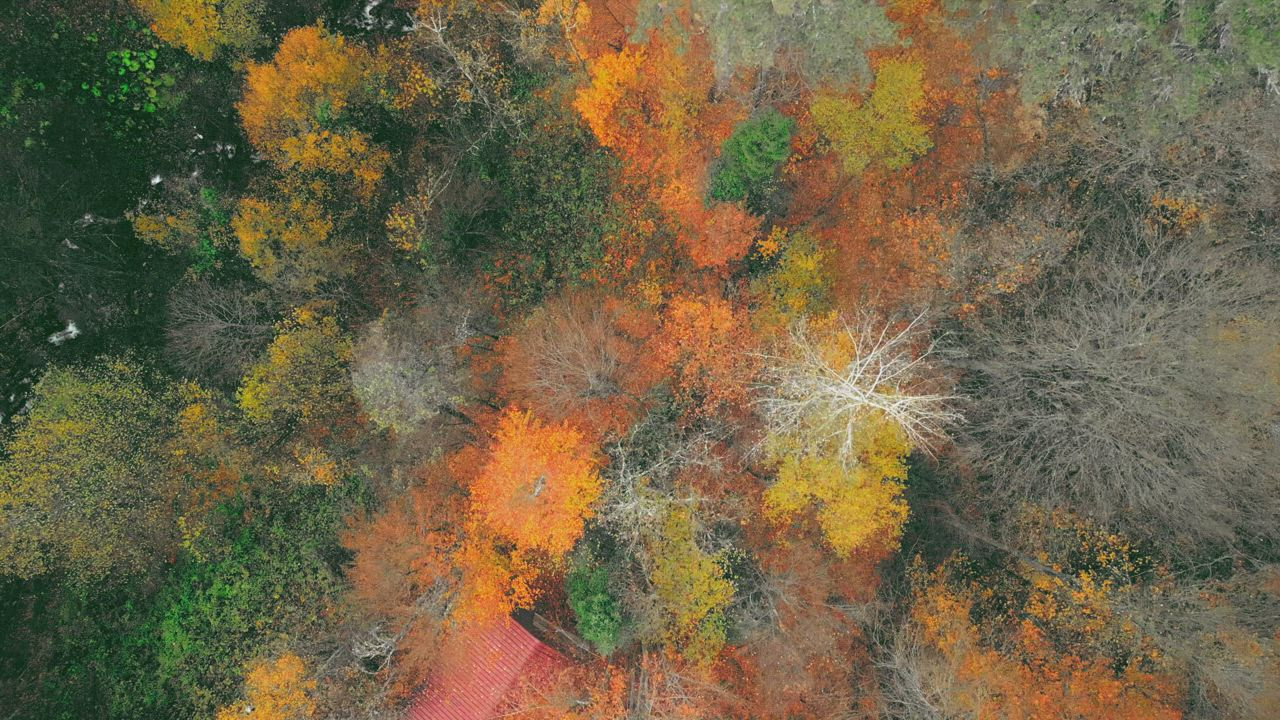 Drone flying over an Autumn forest - Free Stock Video