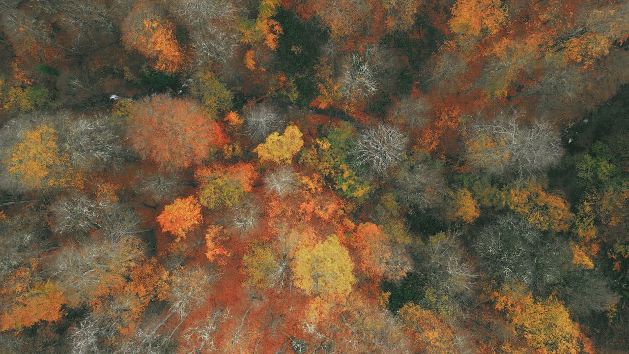 Autumn forest below as a drone flies overhead - Free Stock Video