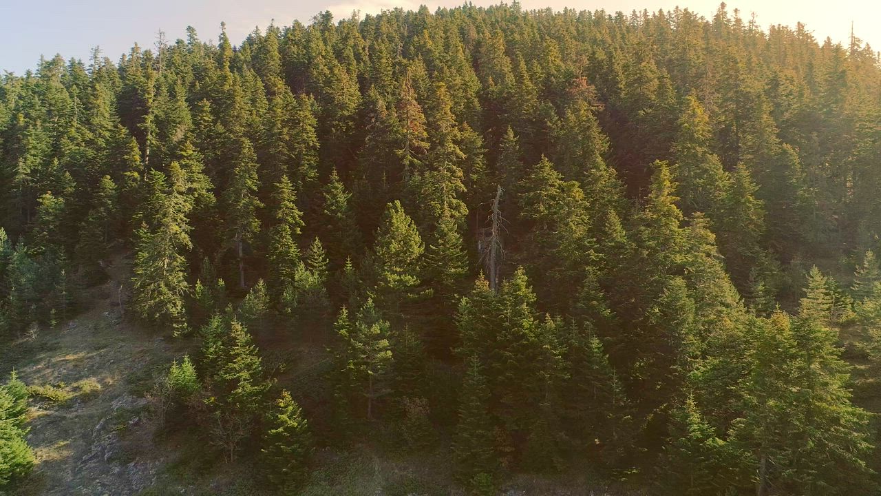Drone zooming out from a forest - Free Stock Video