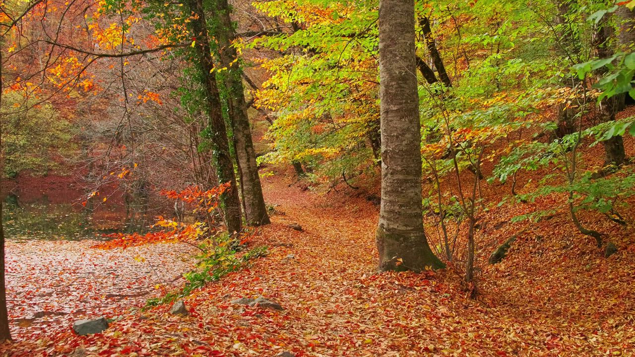 Forest floor covered in autumn leaves - Free Stock Video