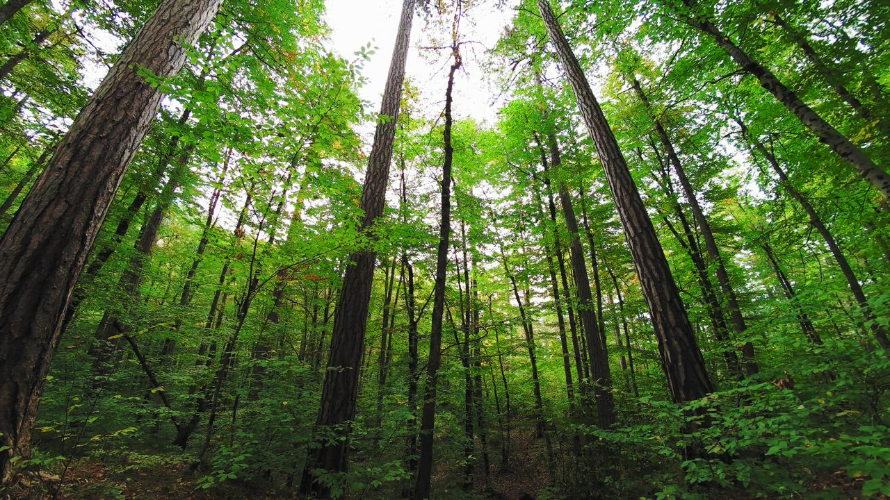 Green forest floor looking up at a canopy - Free Stock Video