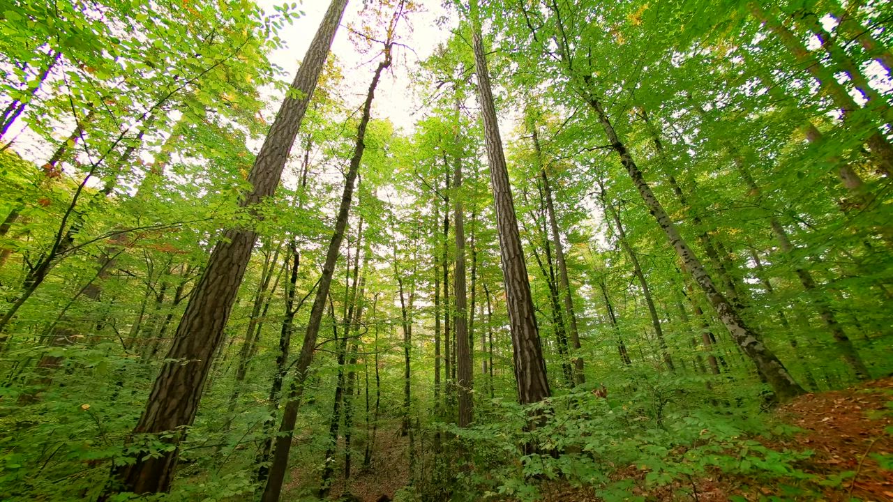 Forest floor with fish eye camera - Free Stock Video