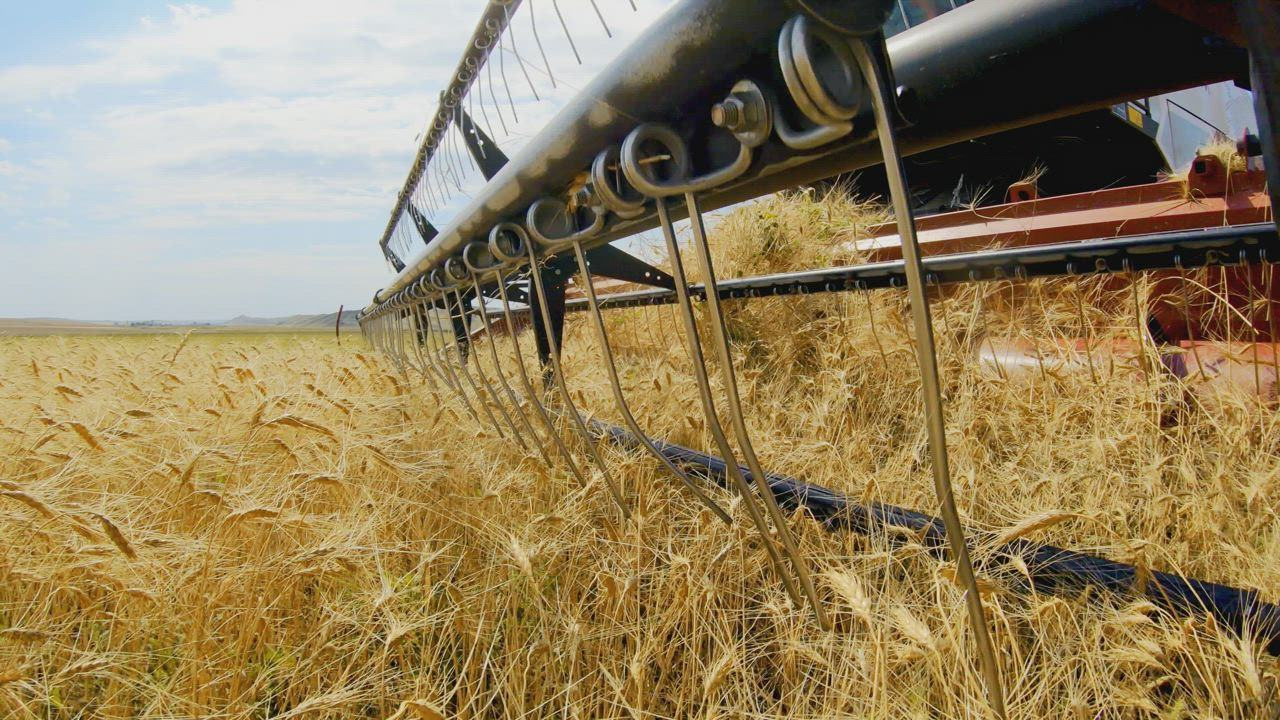 A mower harvesting a large crop of wheat - Free Stock Video
