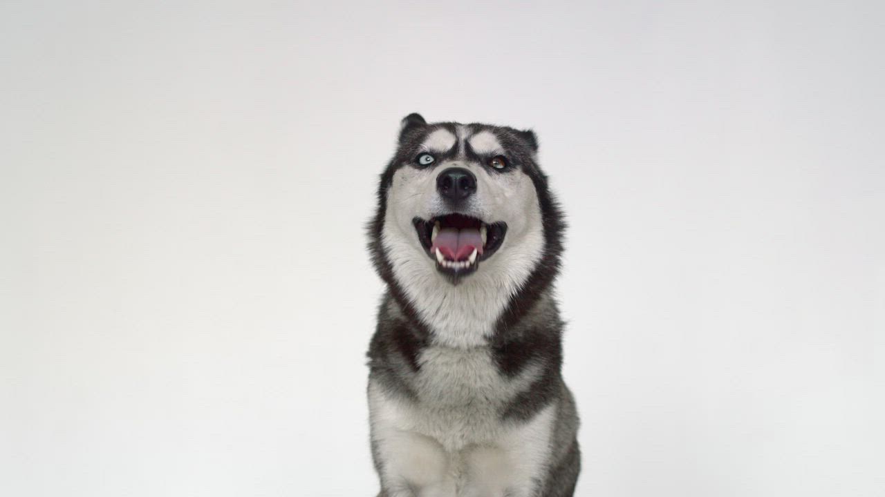 Husky licking its lips at the camera against a white background - Free ...