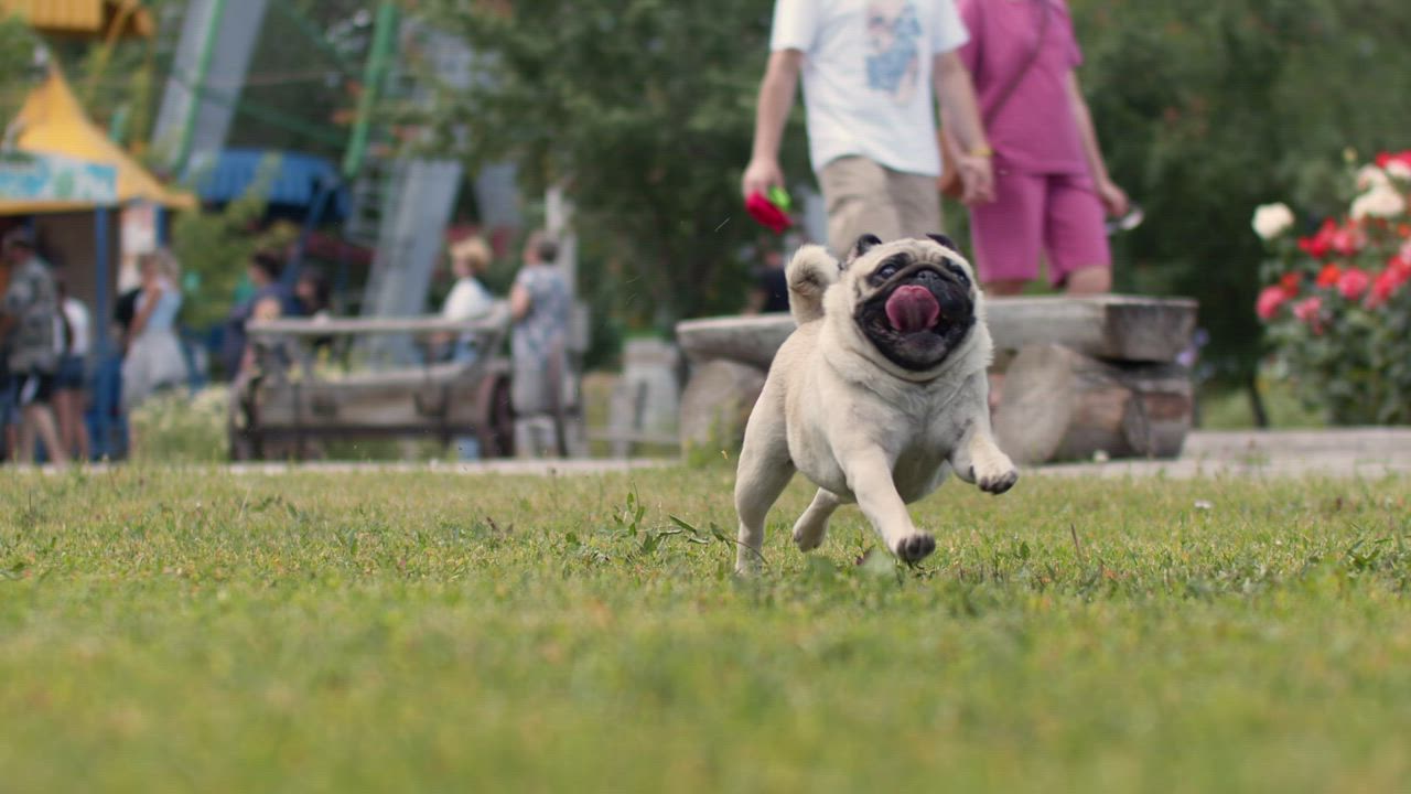 Happy pug running across a busy park - Free Stock Video