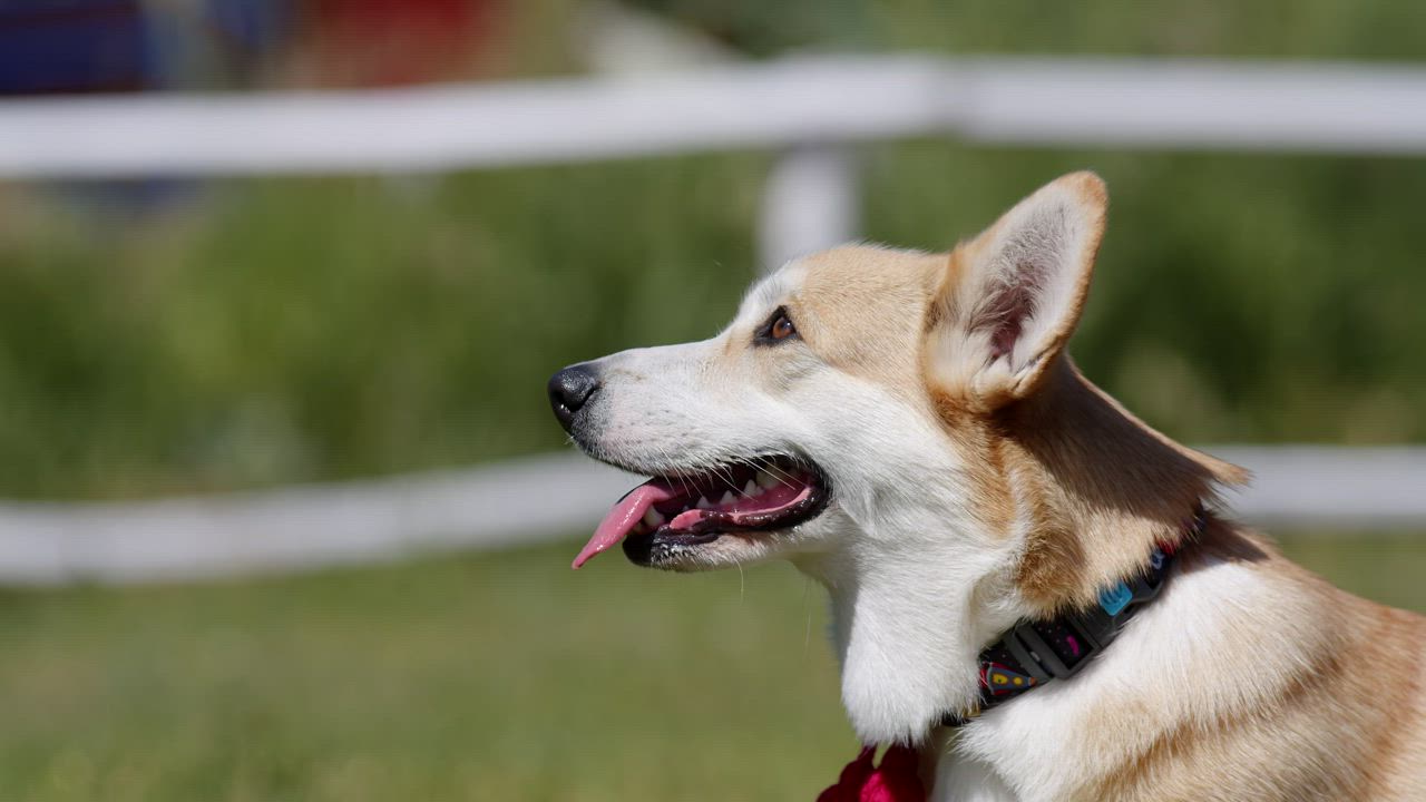 Side view of a corgi looking up at his owner waiting for a treat - Free ...