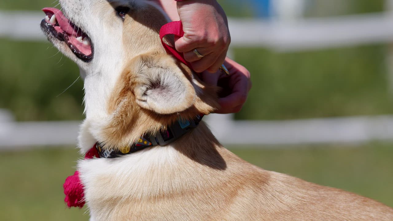 Young, happy Corgi getting pats from its owner at the park - Free Stock ...