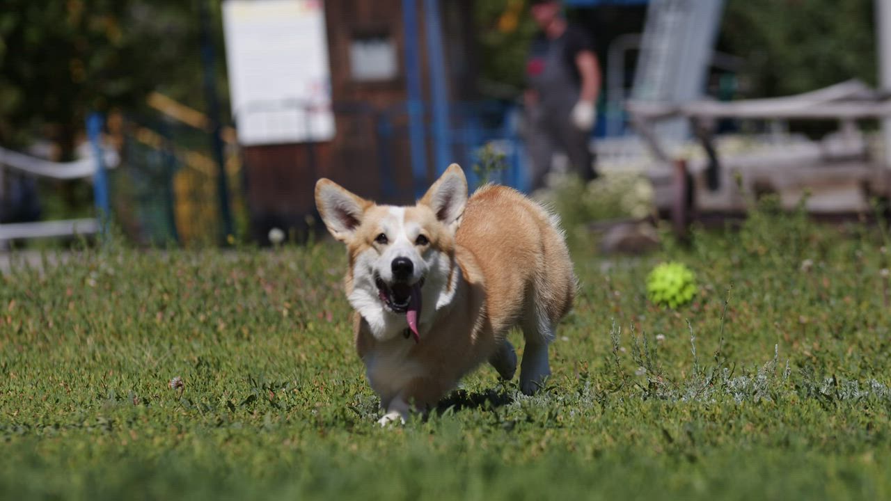 Young Corgi chasing after a tennis ball in the park - Free Stock Video