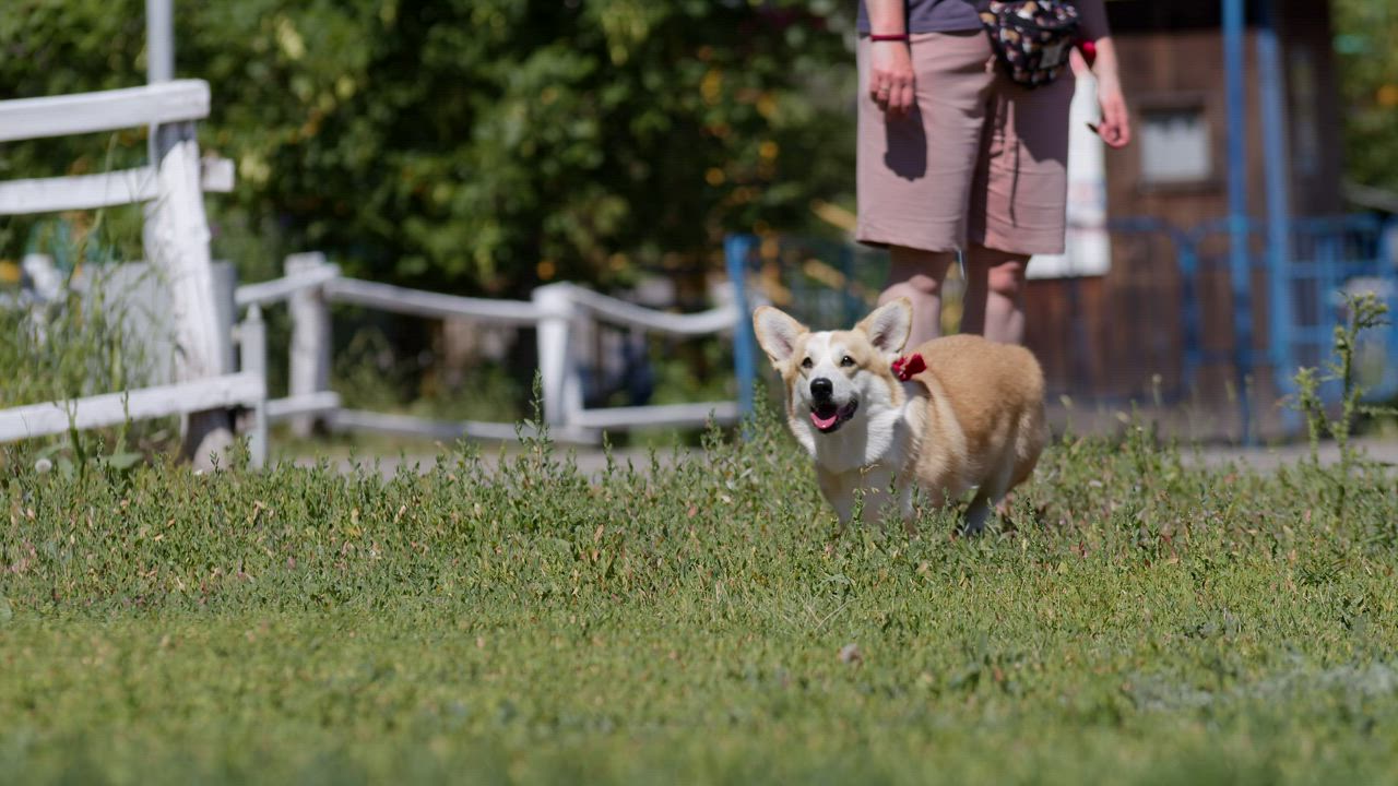 Cute Corgi running through the grass - Free Stock Video