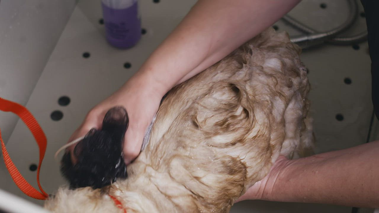 Small dog being washed in a sink at a dog groomer - Free Stock Video