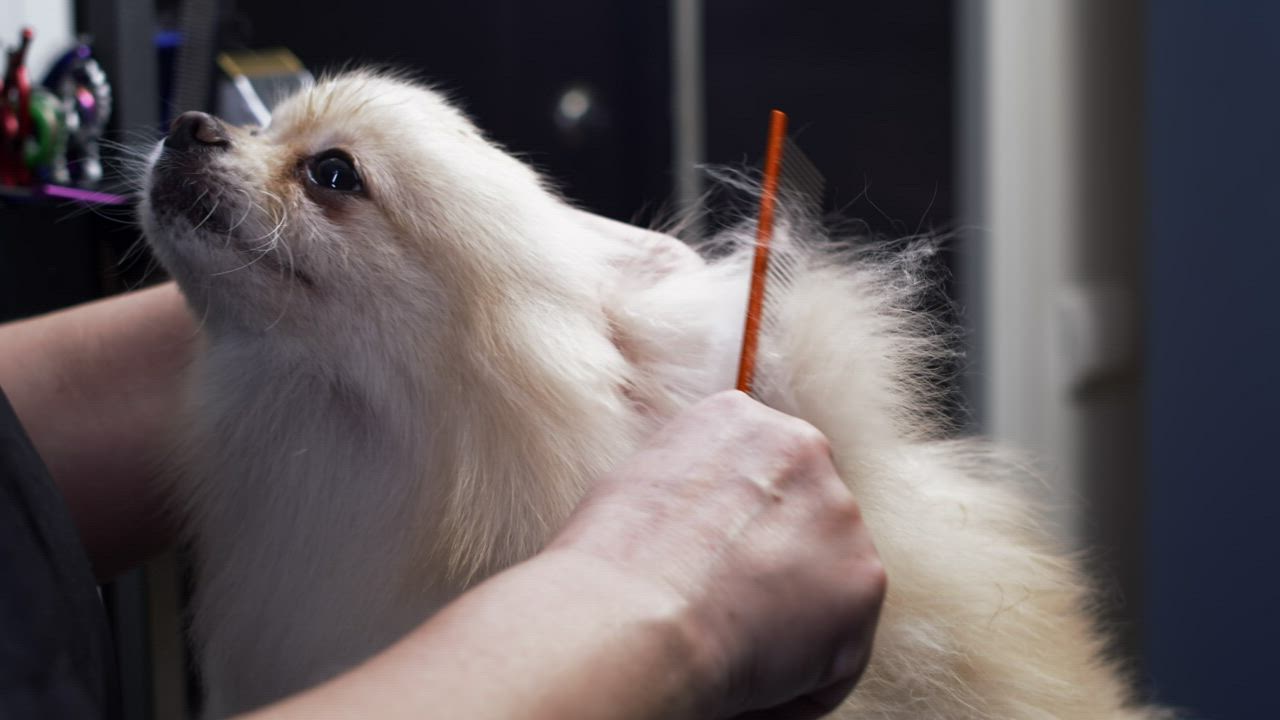 Fluffy dog being carefully brushed by its owner - Free Stock Video