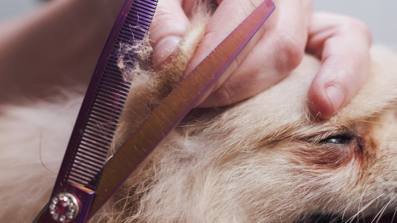 Dog groomer gently trimming the fur of a dog - Free Stock Video