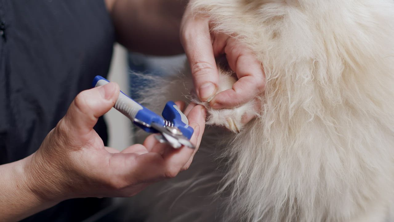 Groomer carefully clipping a dog's claws - Free Stock Video