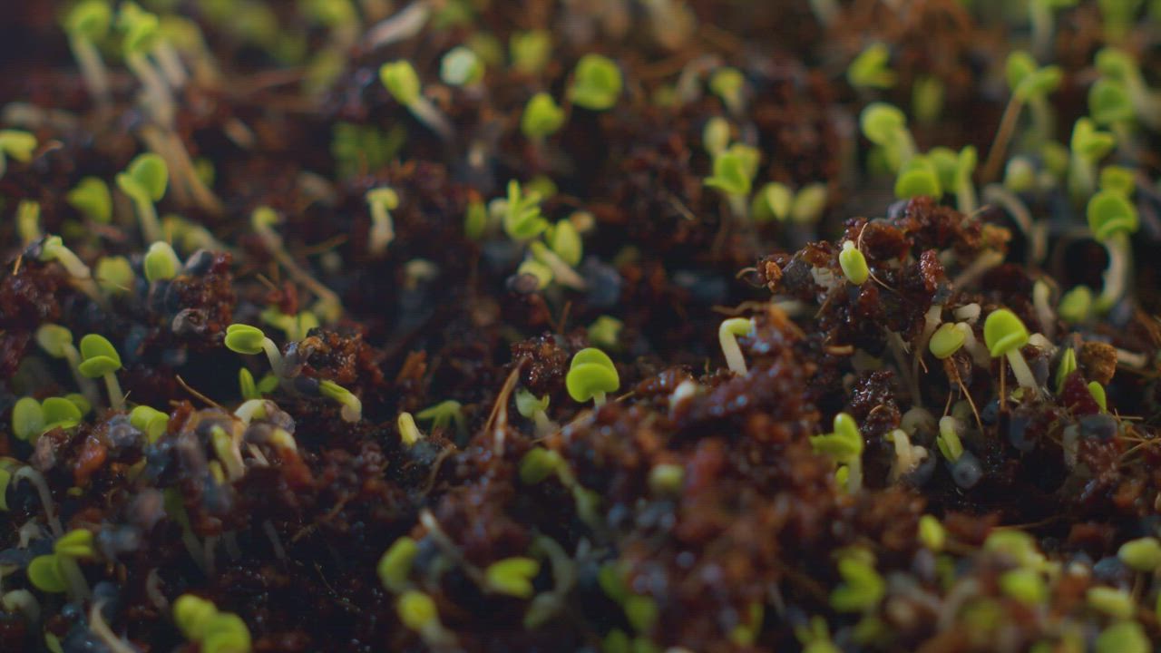 Small seedlings sprouting new shoots - Free Stock Video