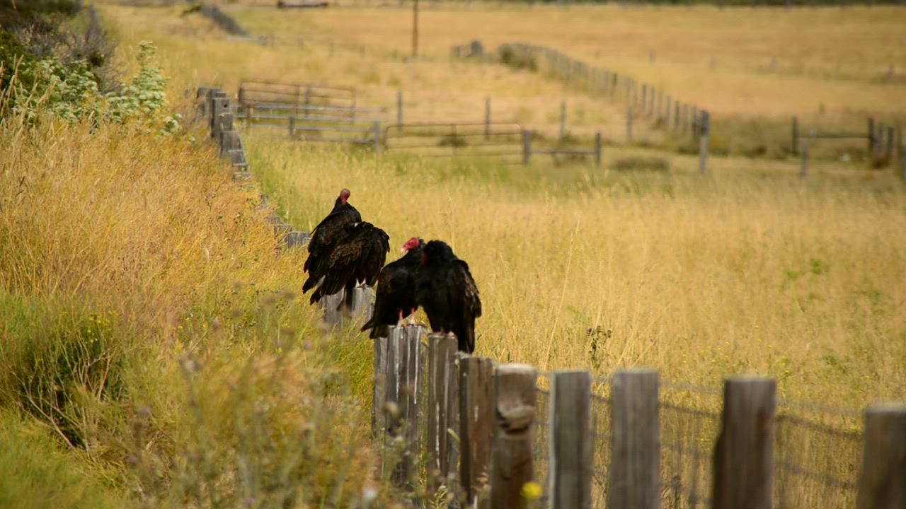 Buzzards over a fence - Free Stock Video