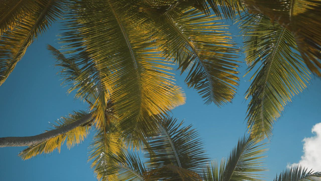 Palm trees moving in the wind - Free Stock Video