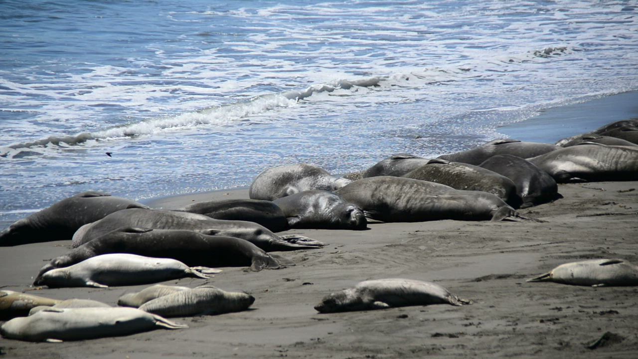 Sea elephants resting and taking the sun on the beach - Free Stock Video
