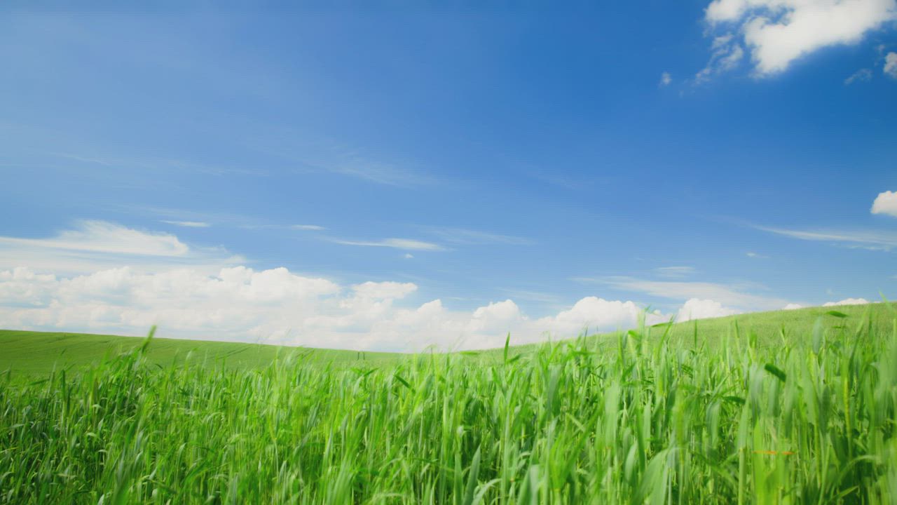 Green field on a sunny day - Free Stock Video