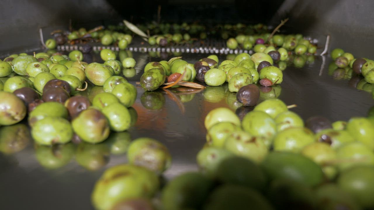 Olives on a belt about to be crushed into oil - Free Stock Video