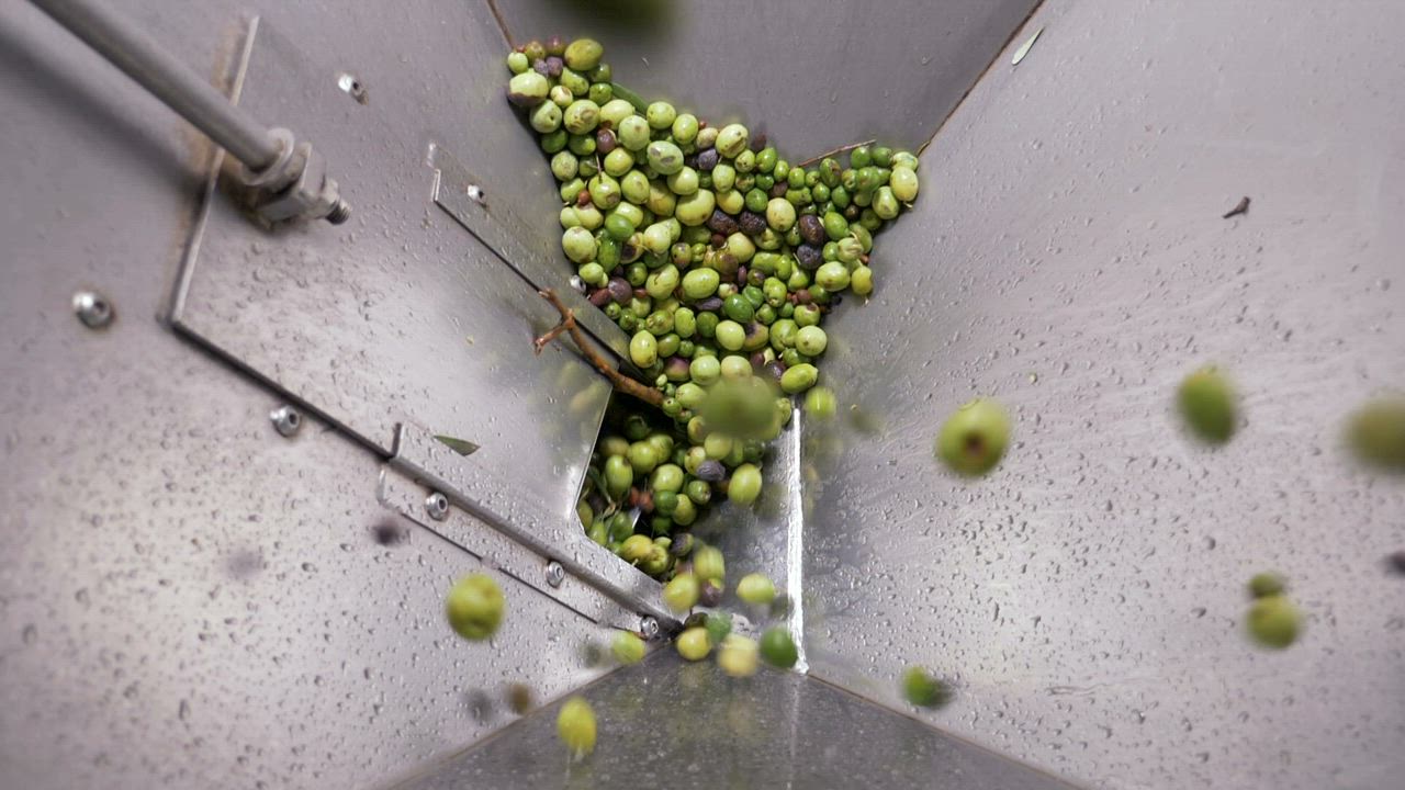 Olives pouring into a crusher to be made into oil - Free Stock Video