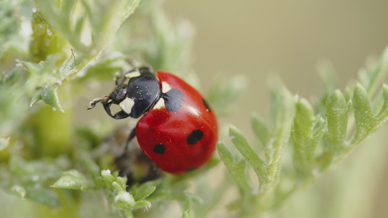 Lady bug on a plant - Free Stock Video