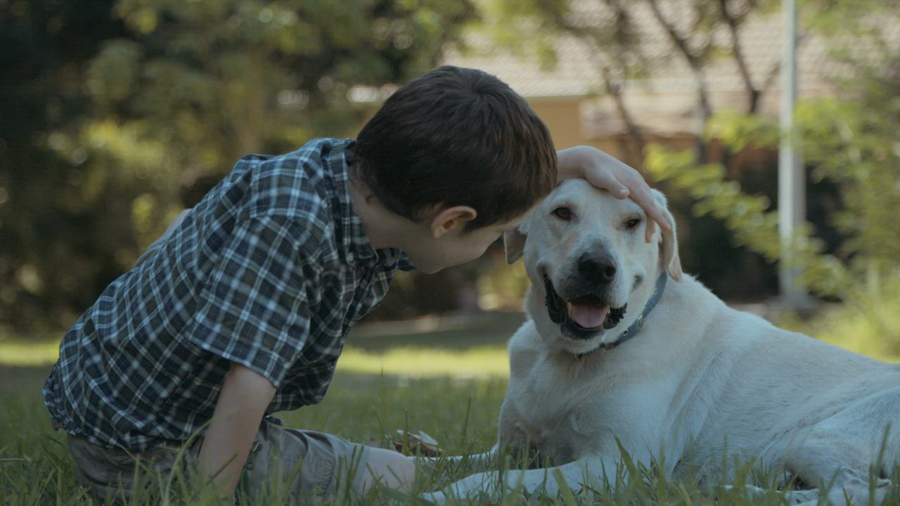 Young boy petting and playing with his dog - Free Stock Video