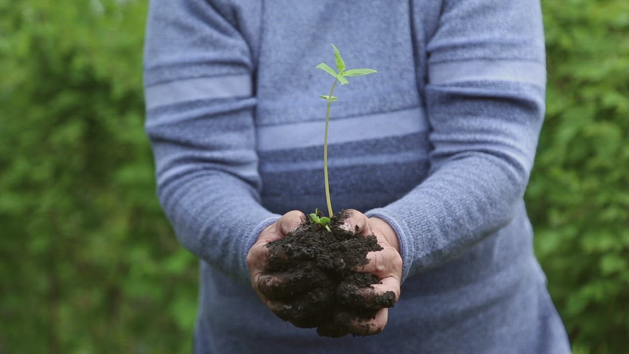 Woman holds a sprouting flower in her hands with soil - Free Stock Video